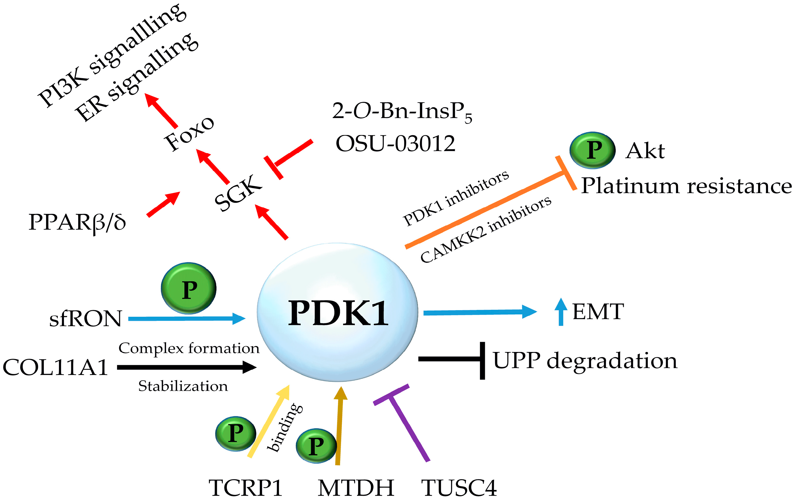 Inhibition of PDK1 Can Reverse Cell Aging | BenchChem