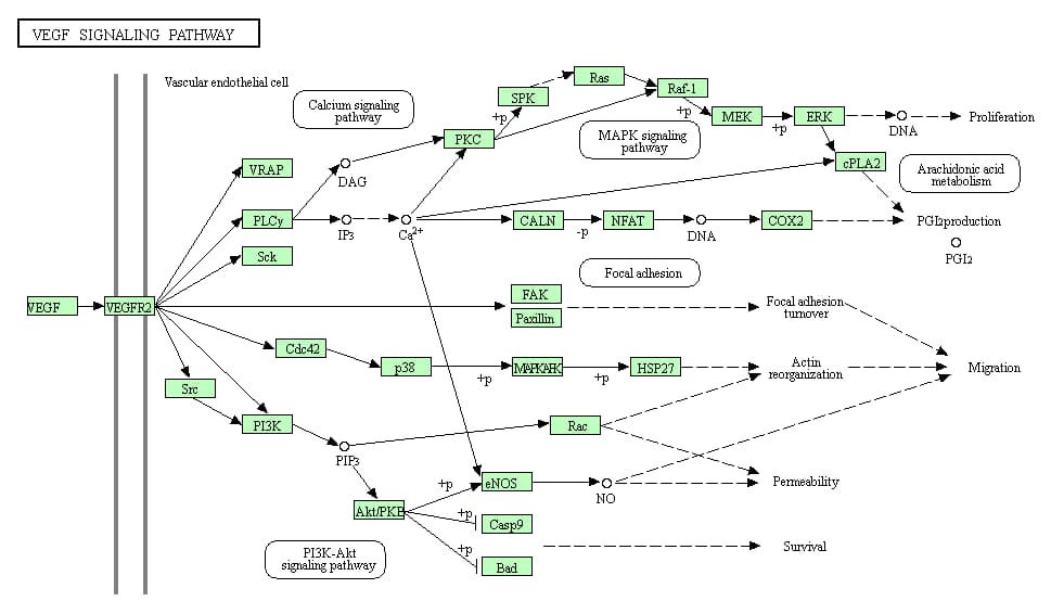 Vascular Endothelial Growth Factor (VEGF) Pathway | BenchChem
